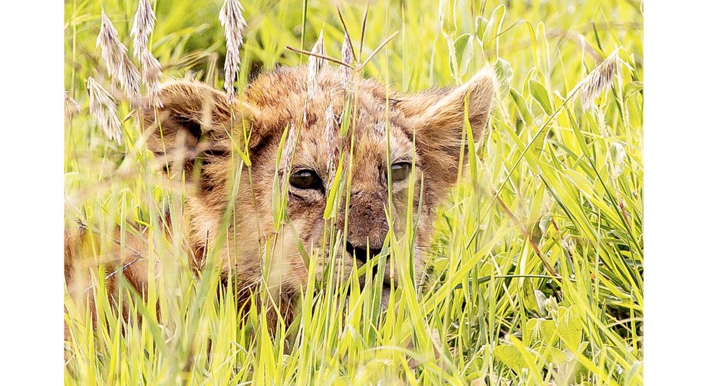 Cub Hides - Sam Tabone Photography